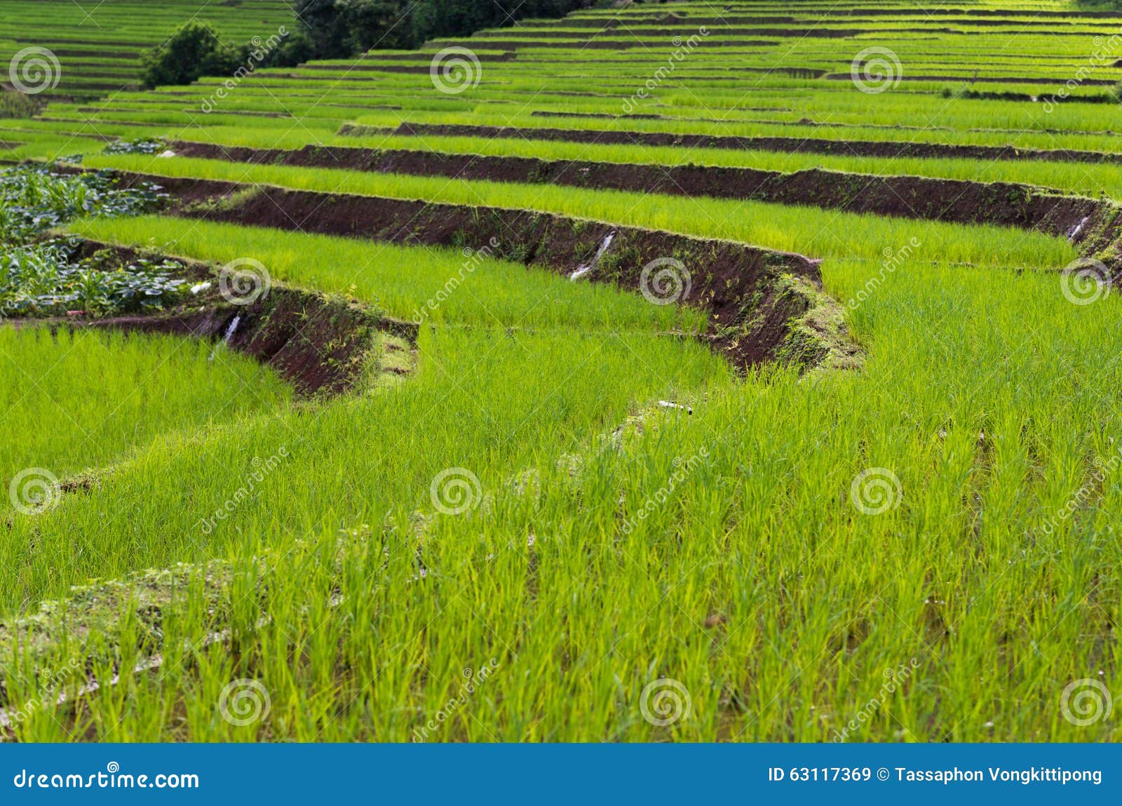Step Rice Farming Plantation Stock Image - Image of cultivation ...