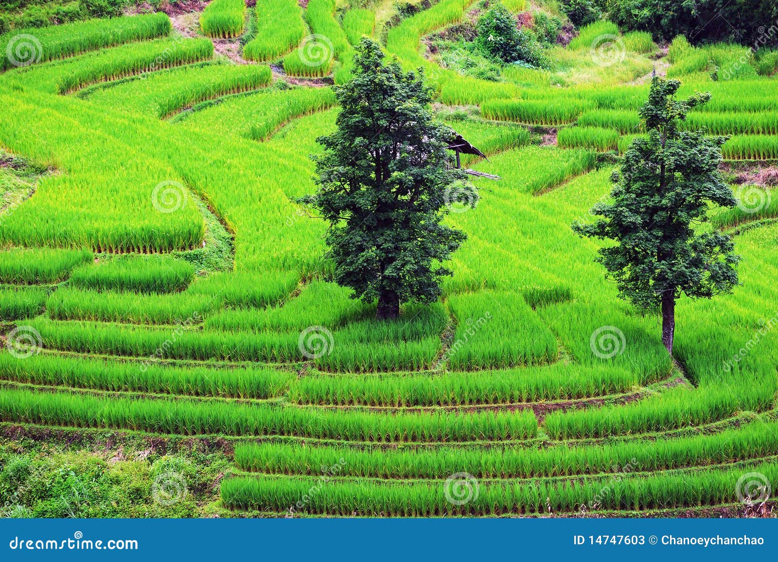 Step rice feild stock image. Image of leaf, asian, meadow - 14747603