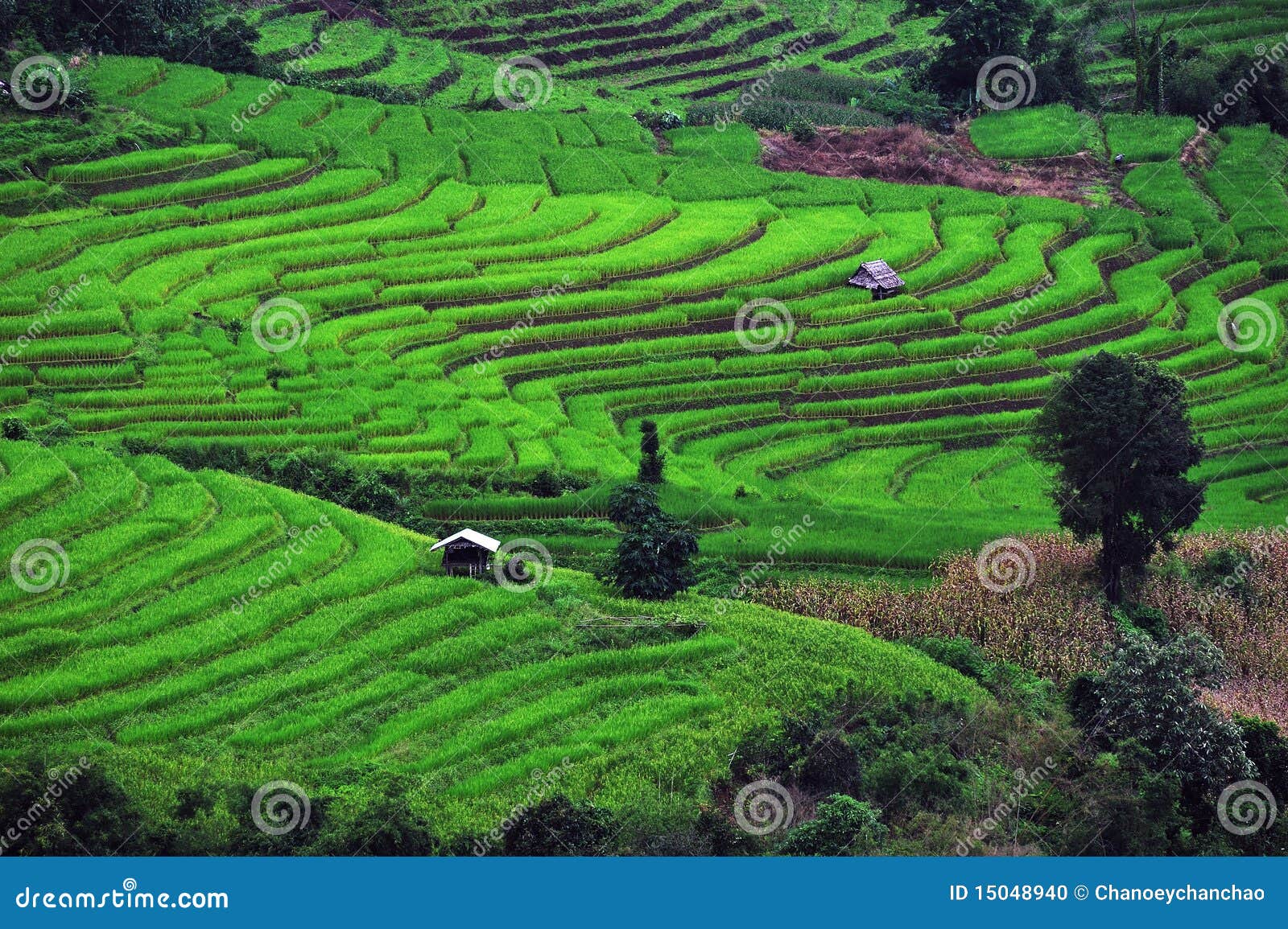 Step rice field stock photo. Image of meadow, hills, field - 15048940