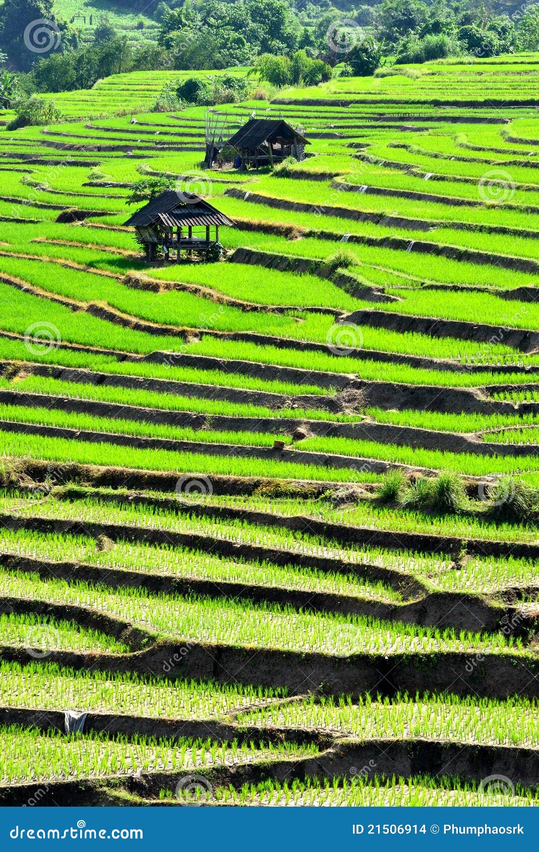 Step Rice Field stock photo. Image of food, travel, rural - 21506914