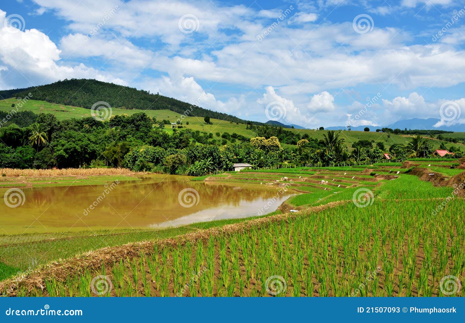 Step Rice Field stock image. Image of food, paddy, landscape - 21507093