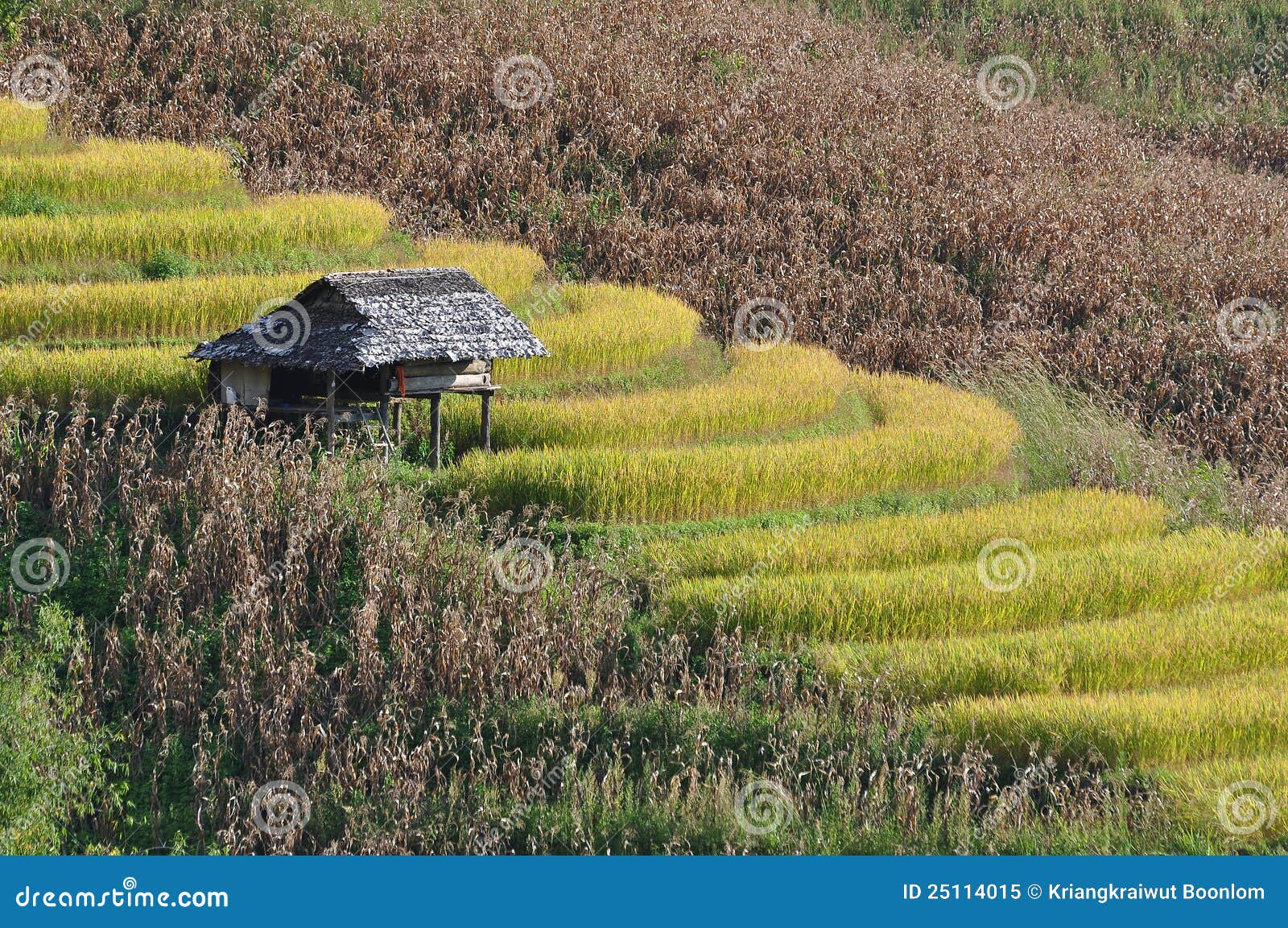 Step Rice Field on the Hill Stock Image - Image of thailand, corn: 25114015