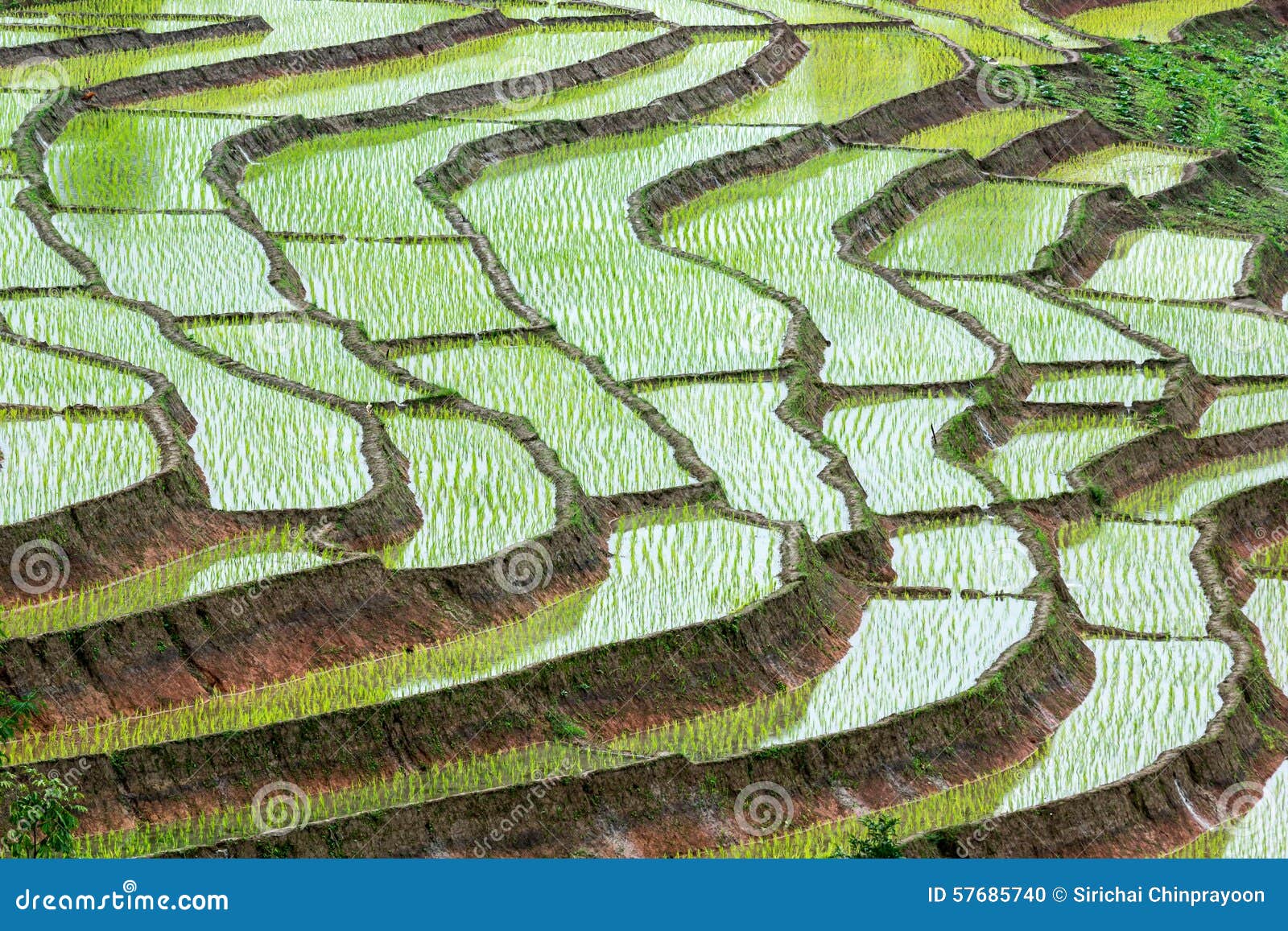The step rice field stock photo. Image of traditional - 57685740