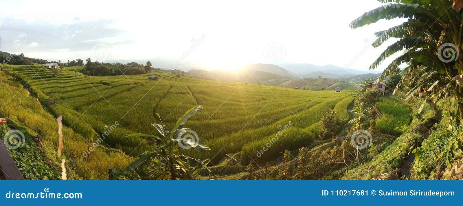 Step rice field panorama stock image. Image of field - 110217681