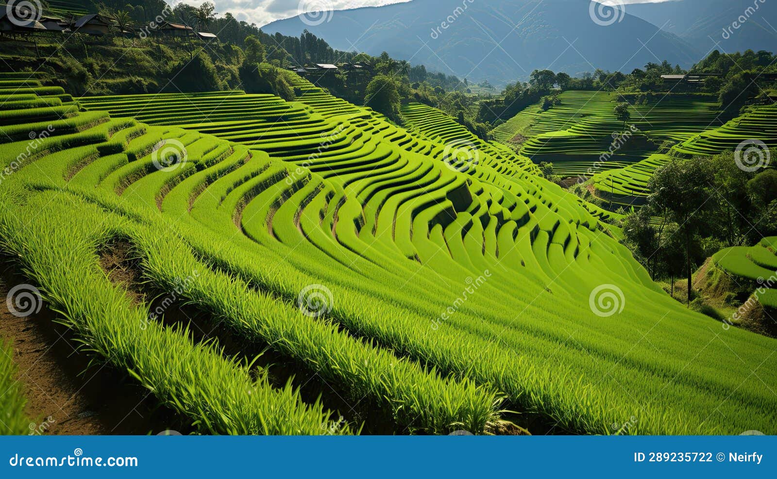 Step rice fields stock photo. Image of farm, land, rice - 289235722
