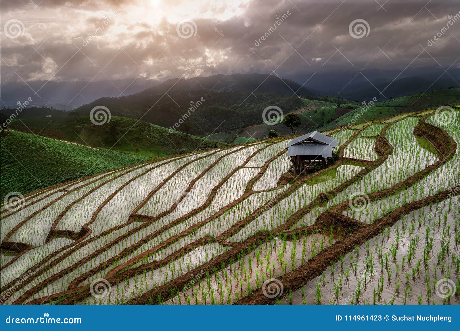 Step Rice Fields at Mae Klang Luang , Chiangmai , Thailand Stock Image ...