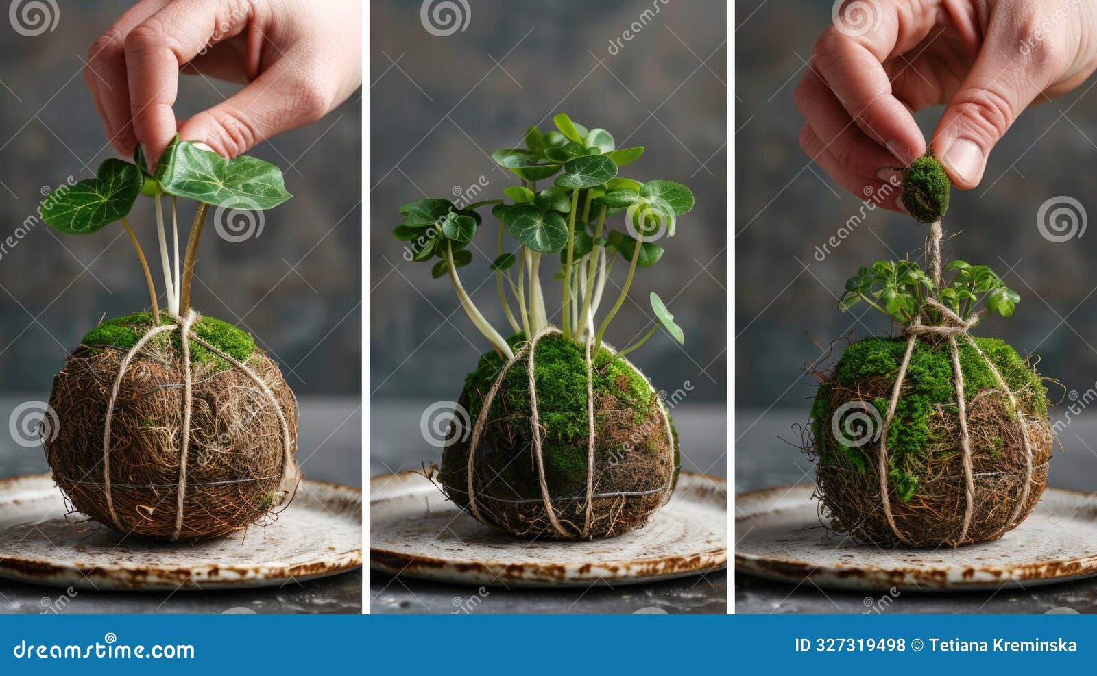 Step-by-Step Guide To Creating a Kokedama Stock Illustration ...