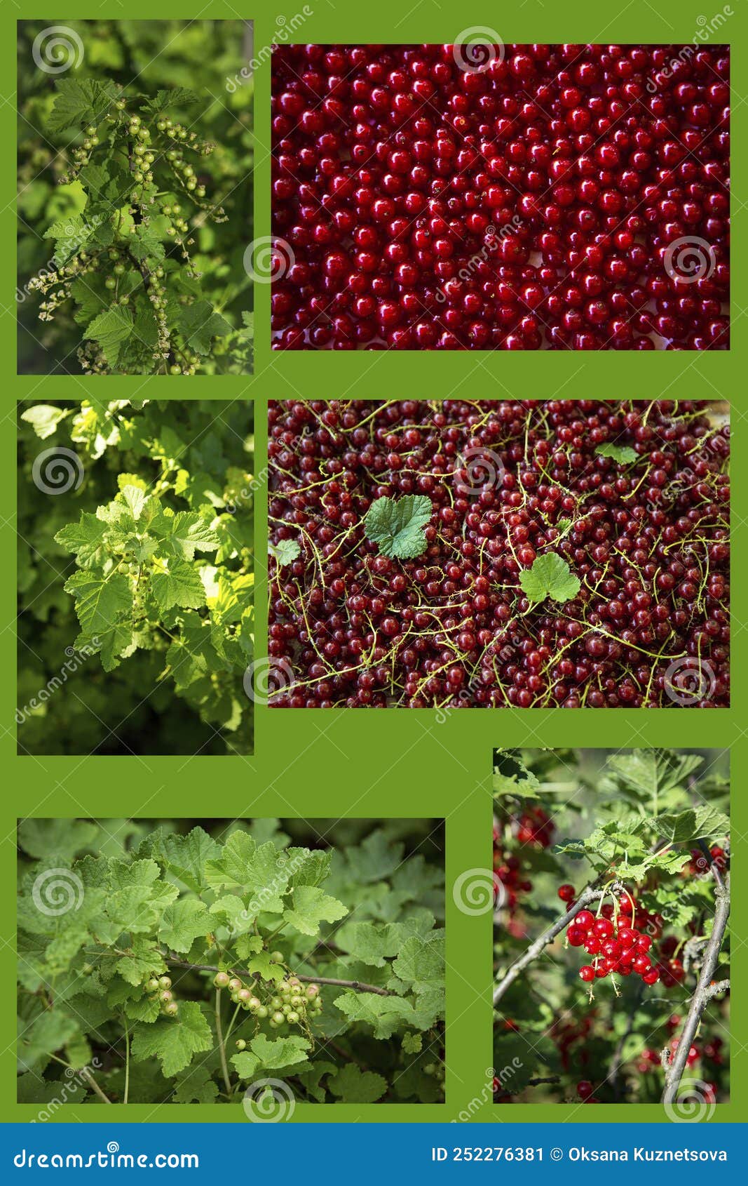 Step by Step Process of Ripening Red Currant. Berry from the Appearance ...