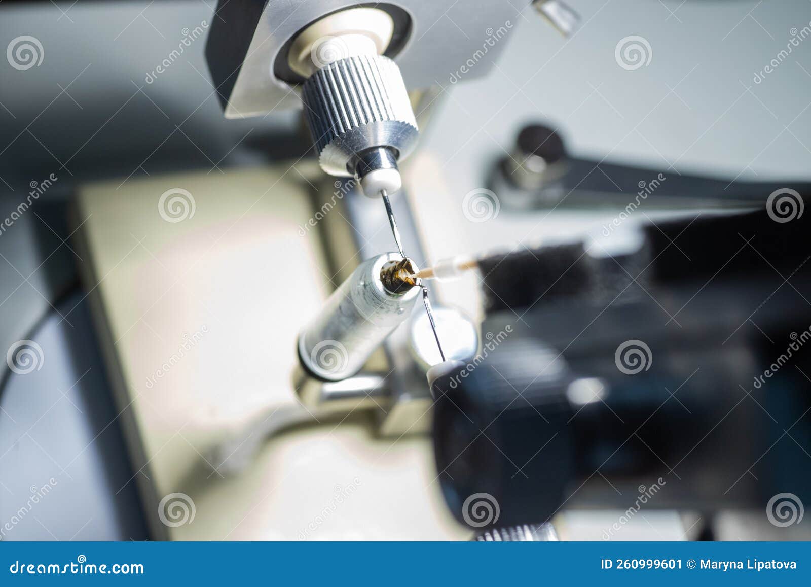 Step 11. Tool for Artificial Insemination of Queen Bees. Inserting ...