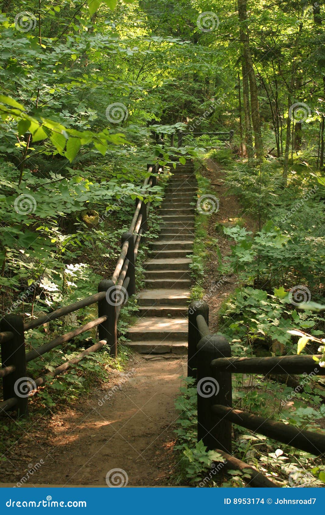Step Trail in Woods stock photo. Image of recreation, steps - 8953174