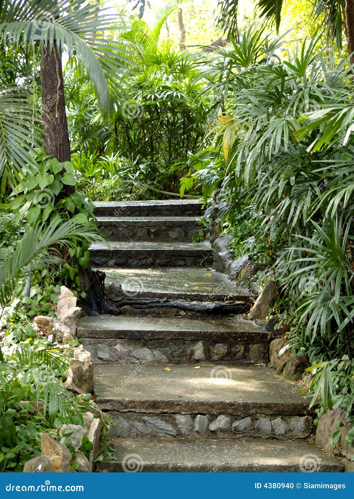 Step Way stock photo. Image of winding, plant, fruit, tree - 4380940