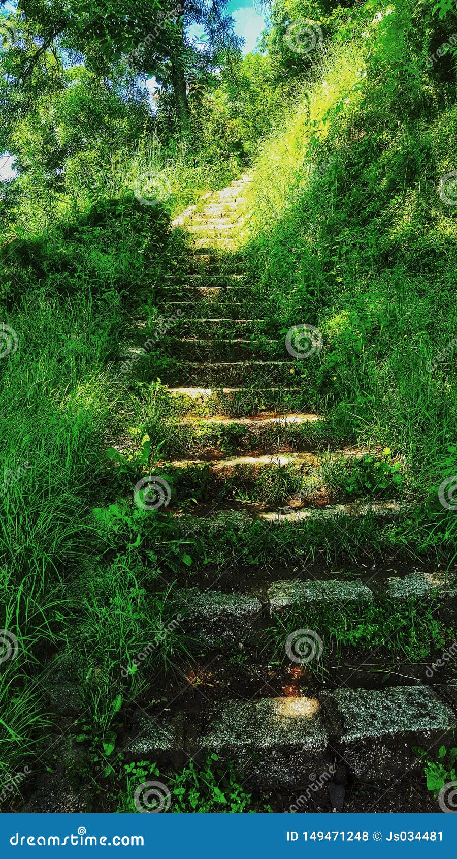 Step into the wild stock photo. Image of tree, step - 149471248