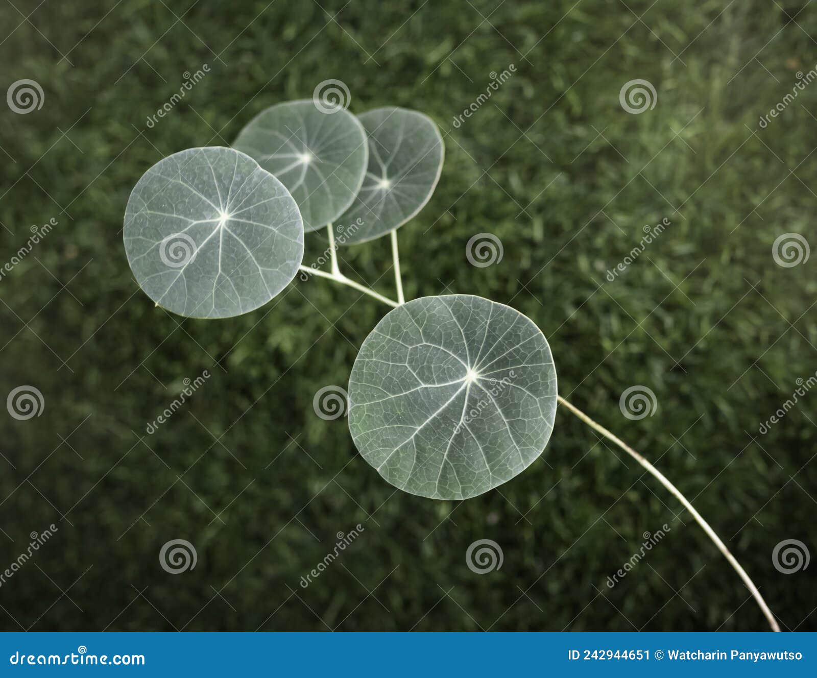 Stephania Erecta Plant,with Green Circle Leaf Stock Image - Image of ...