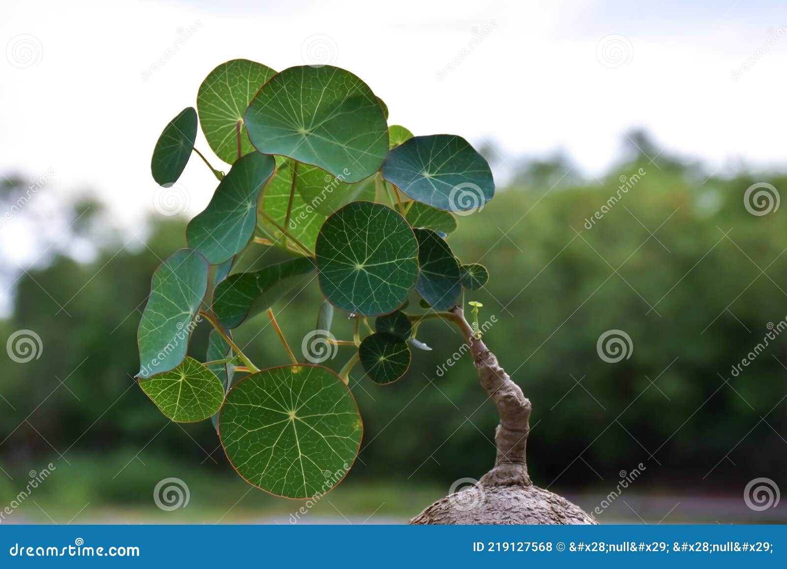 Stephania Erecta in pot stock photo. Image of stephania - 219127568
