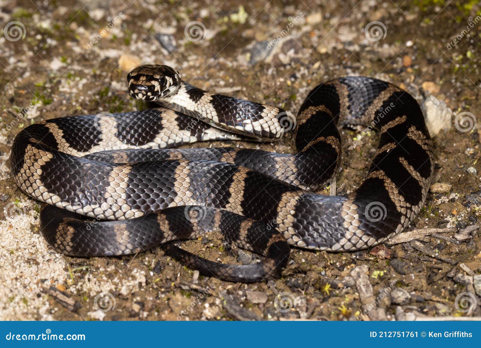 Banded Rat Snake, Or The Oriental Rat Snake (Ptyas Mucosus) From The ...