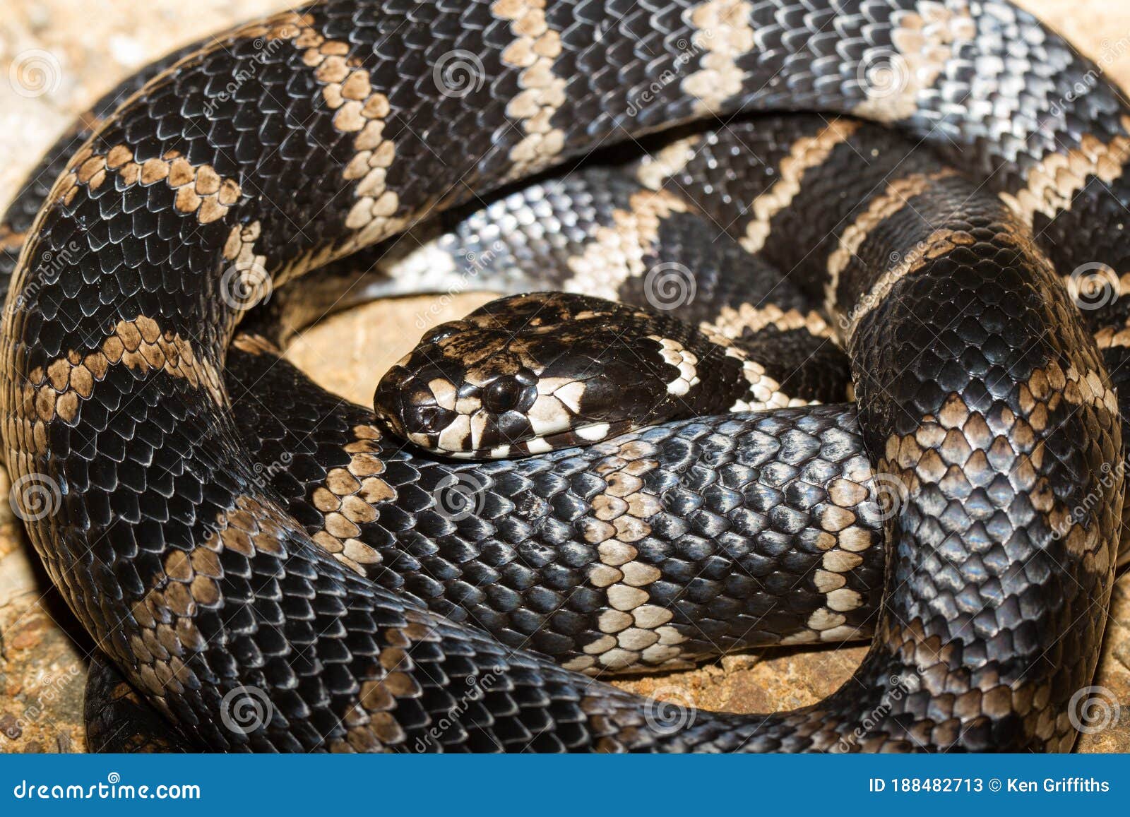 Stephens`s Banded Snake stock image. Image of elapid - 188482713