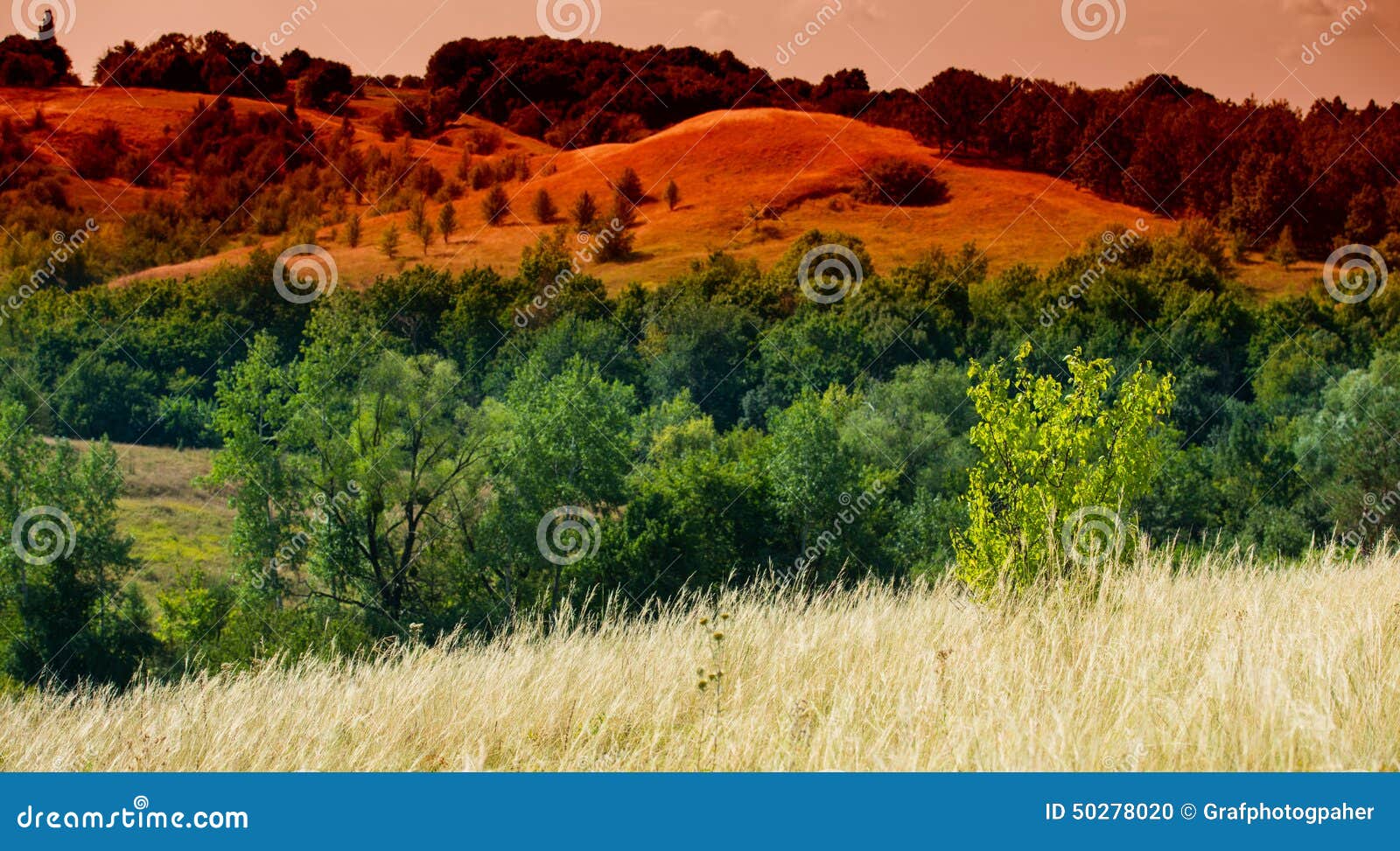 Steppa e foresta fotografia stock. Immagine di spazio - 50278020