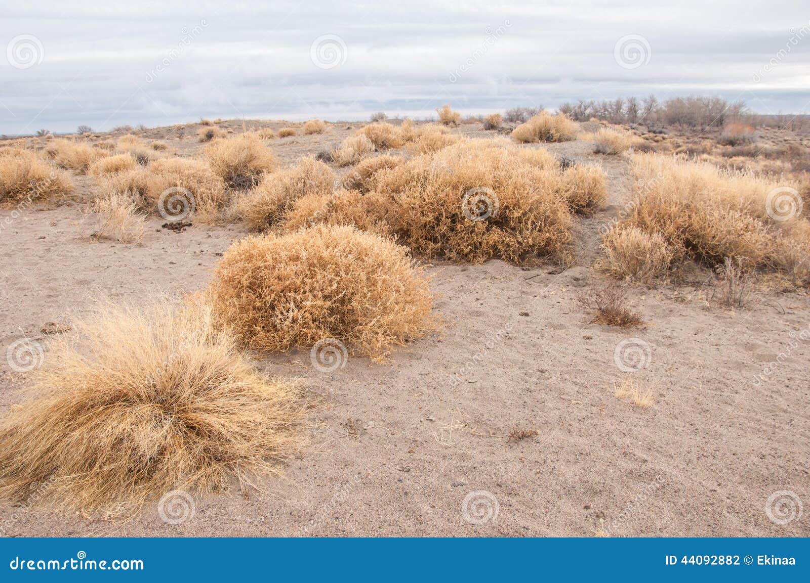 Steppe stockfoto. Bild von blau, grasland, pfad, pferd - 44092882
