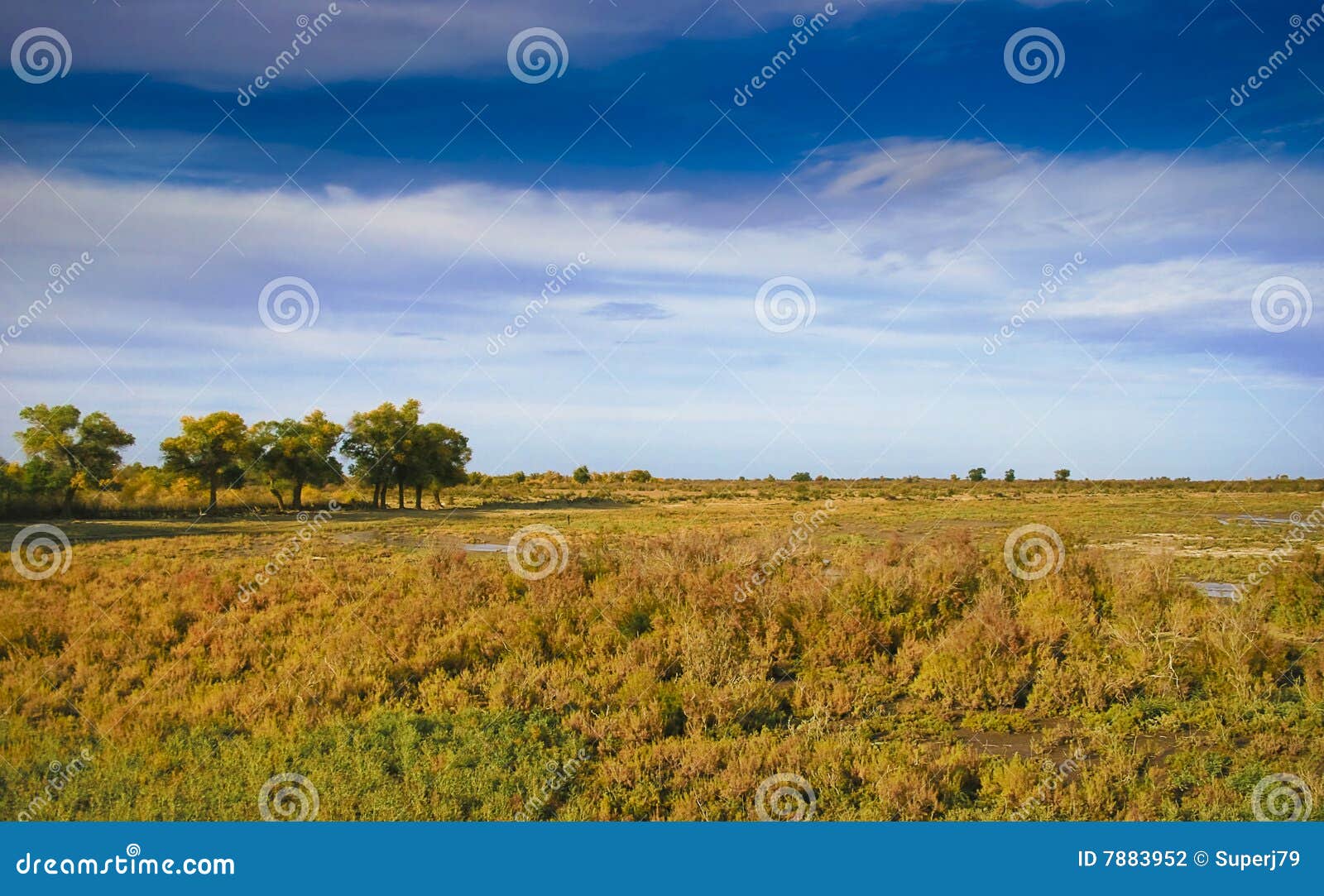 Steppe stock photo. Image of clear, tree, trip, clouds - 7883952