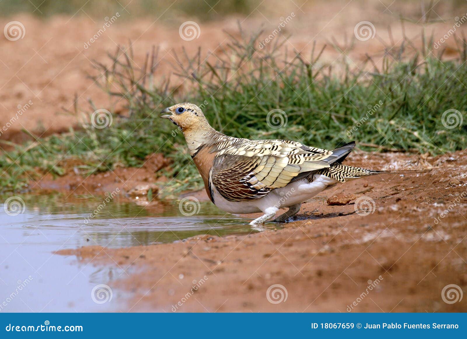 Steppe bird stock image. Image of desert, landscape, nature - 18067659