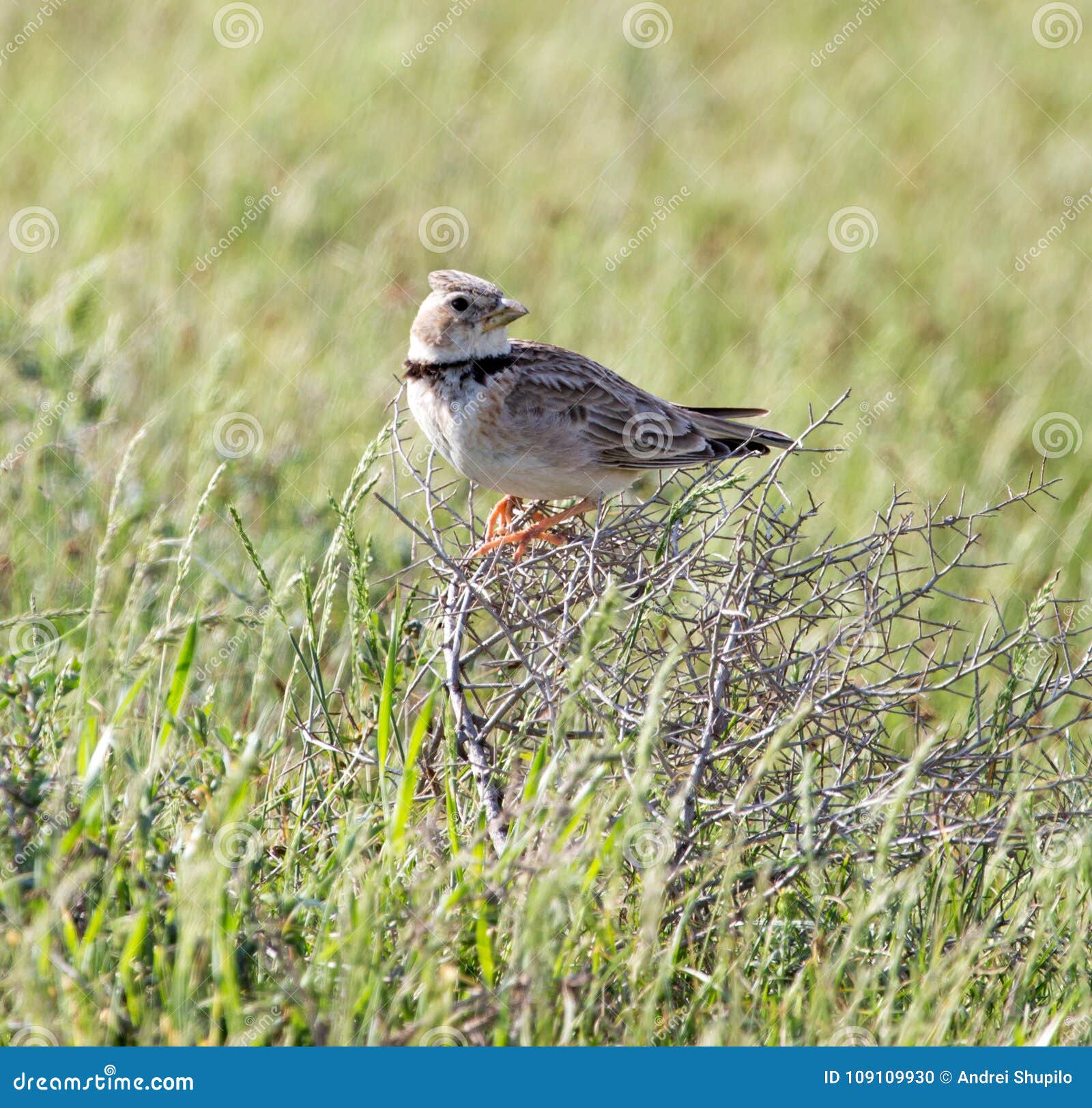 Steppe birds in nature stock photo. Image of flight - 109109930