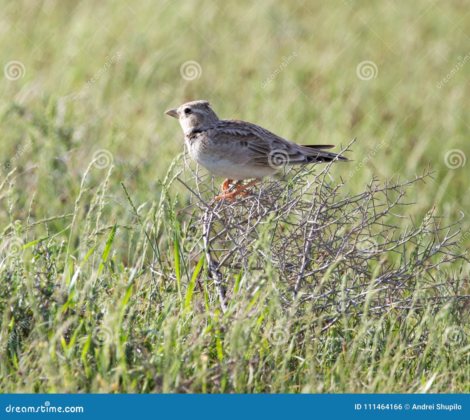 Steppe birds in nature stock photo. Image of male, penfeather - 111464166