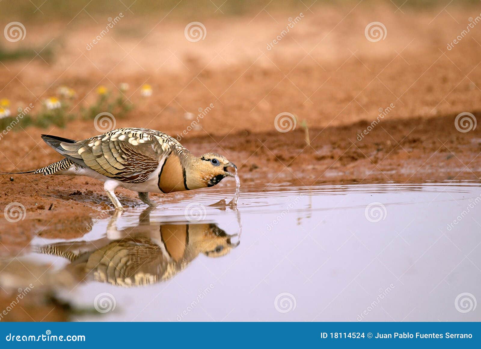 Steppe birds in the pond stock photo. Image of nature - 18114524