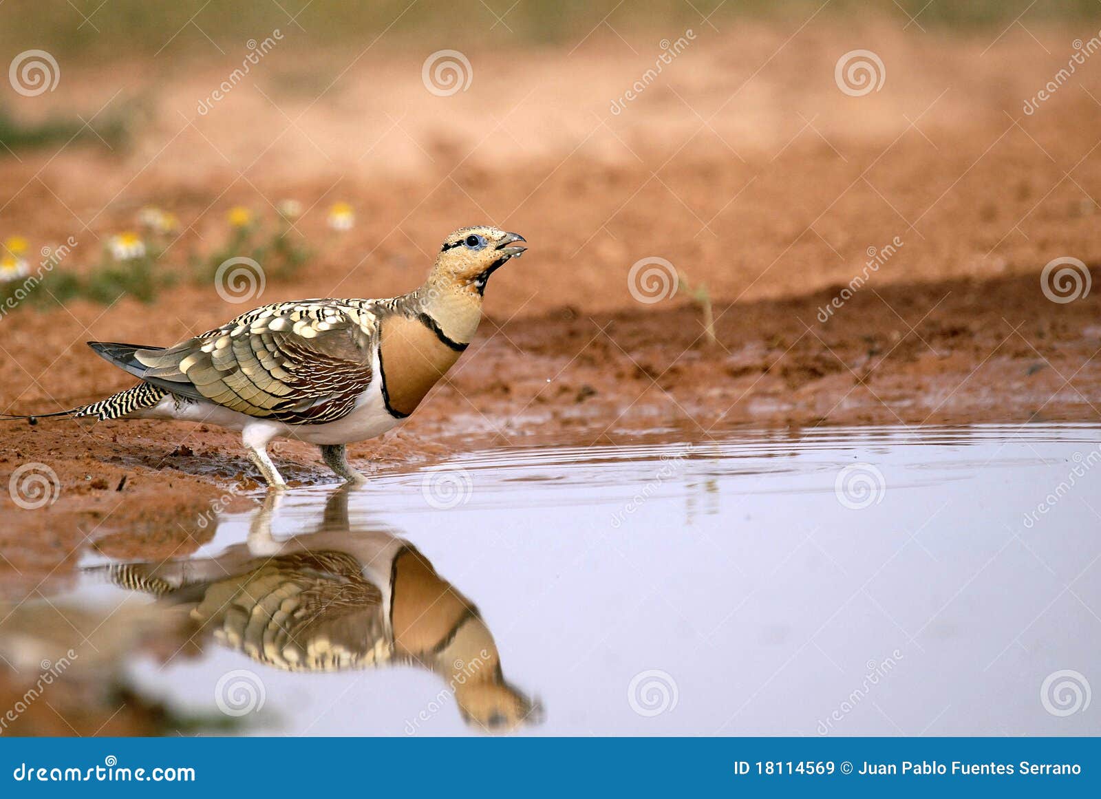 Steppe Birds in the Pond Drinking Stock Image - Image of grouse, birds ...