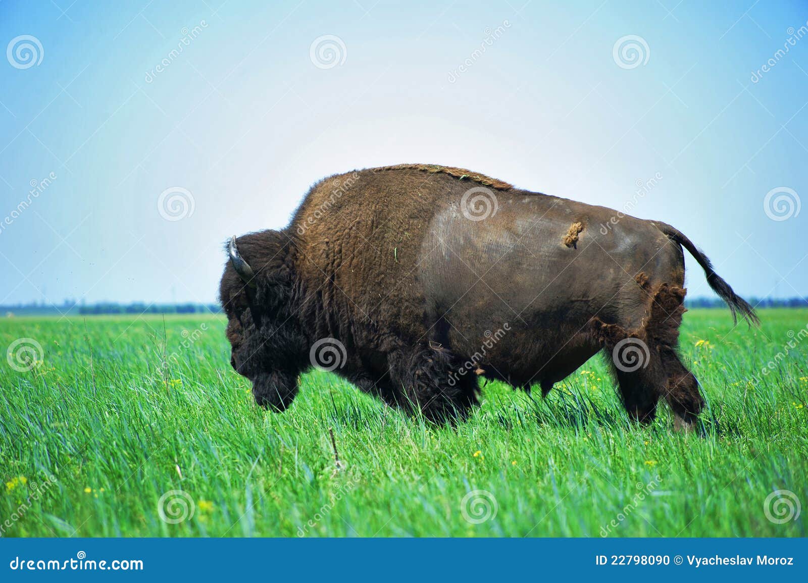 In the steppe bison stock photo. Image of colorful, steppe - 22798090