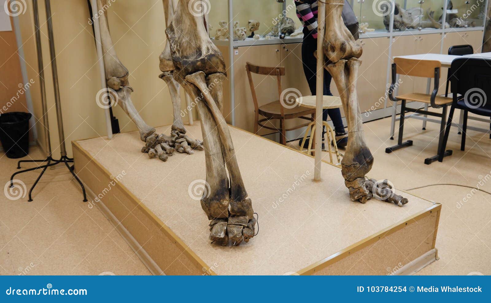 Steppe Bison Or Bison Priscus Skeleton In Museum. Skeleton Of A Buffalo ...