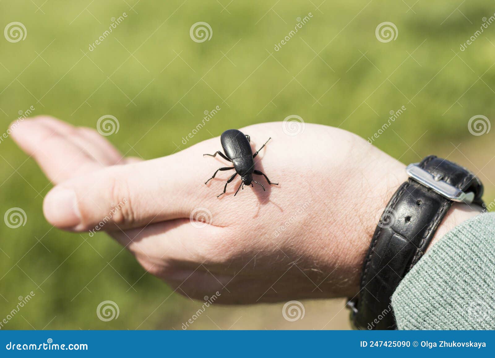 Steppe Black Beetle on a Human Hand Stock Photo - Image of close, hyper ...