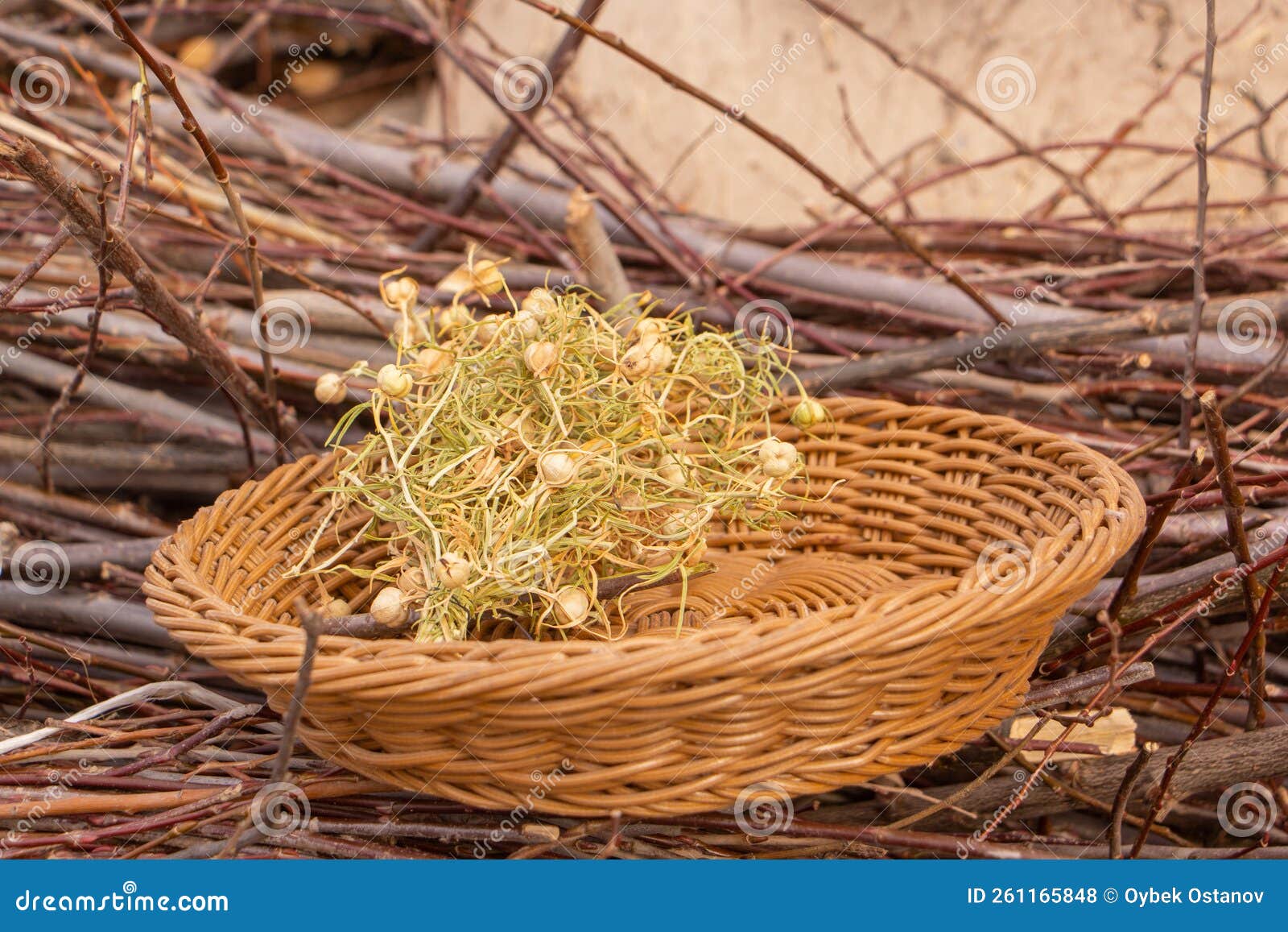 Steppe bush in the basket stock photo. Image of plant - 261165848