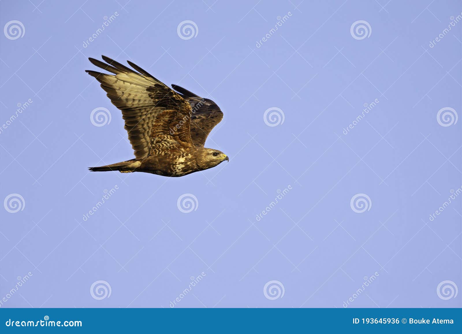 A Steppe Buzzard in Flight Against a Blue Sky. Stock Photo - Image of ...