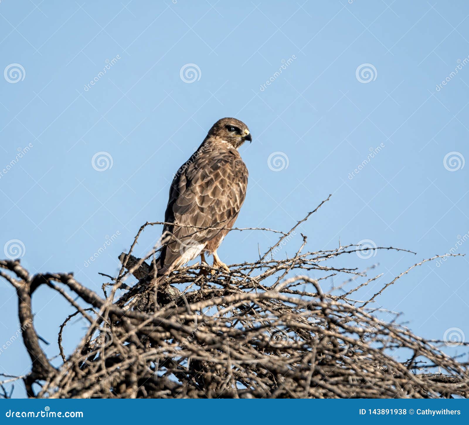 Steppe Buzzard stock photo. Image of carnivore, nature - 143891938