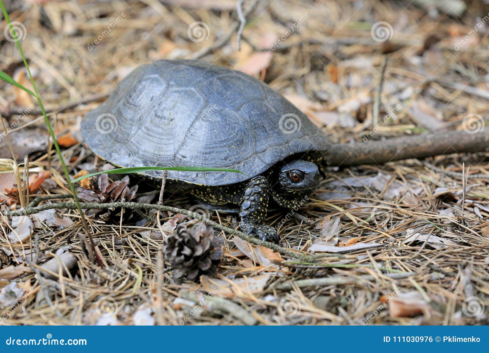 Steppe Central Asian Turtle Stock Photo - Image of agrionemys, tortoise ...