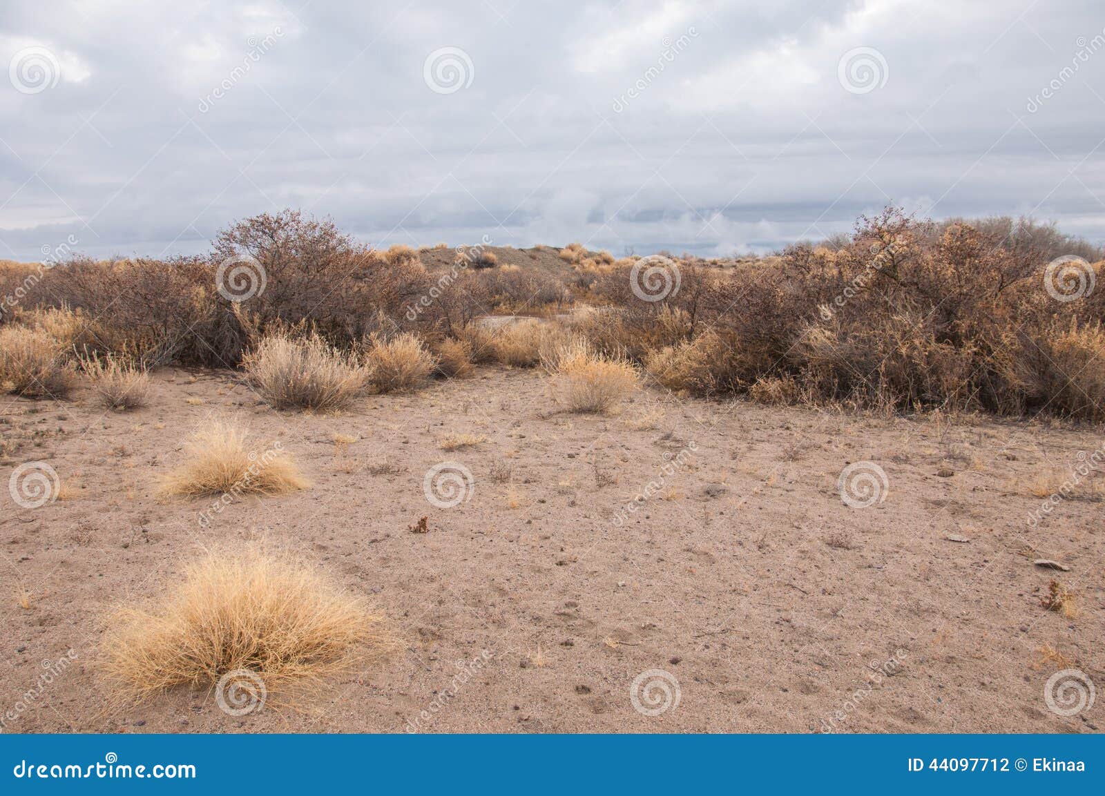 Steppe stock photo. Image of ether, brushwood, boscage - 44097712