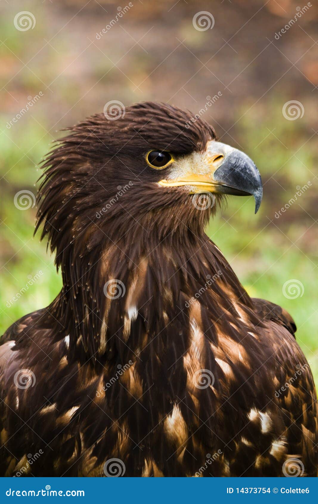 Steppe eagle stock photo. Image of beak, nature, birds - 14373754