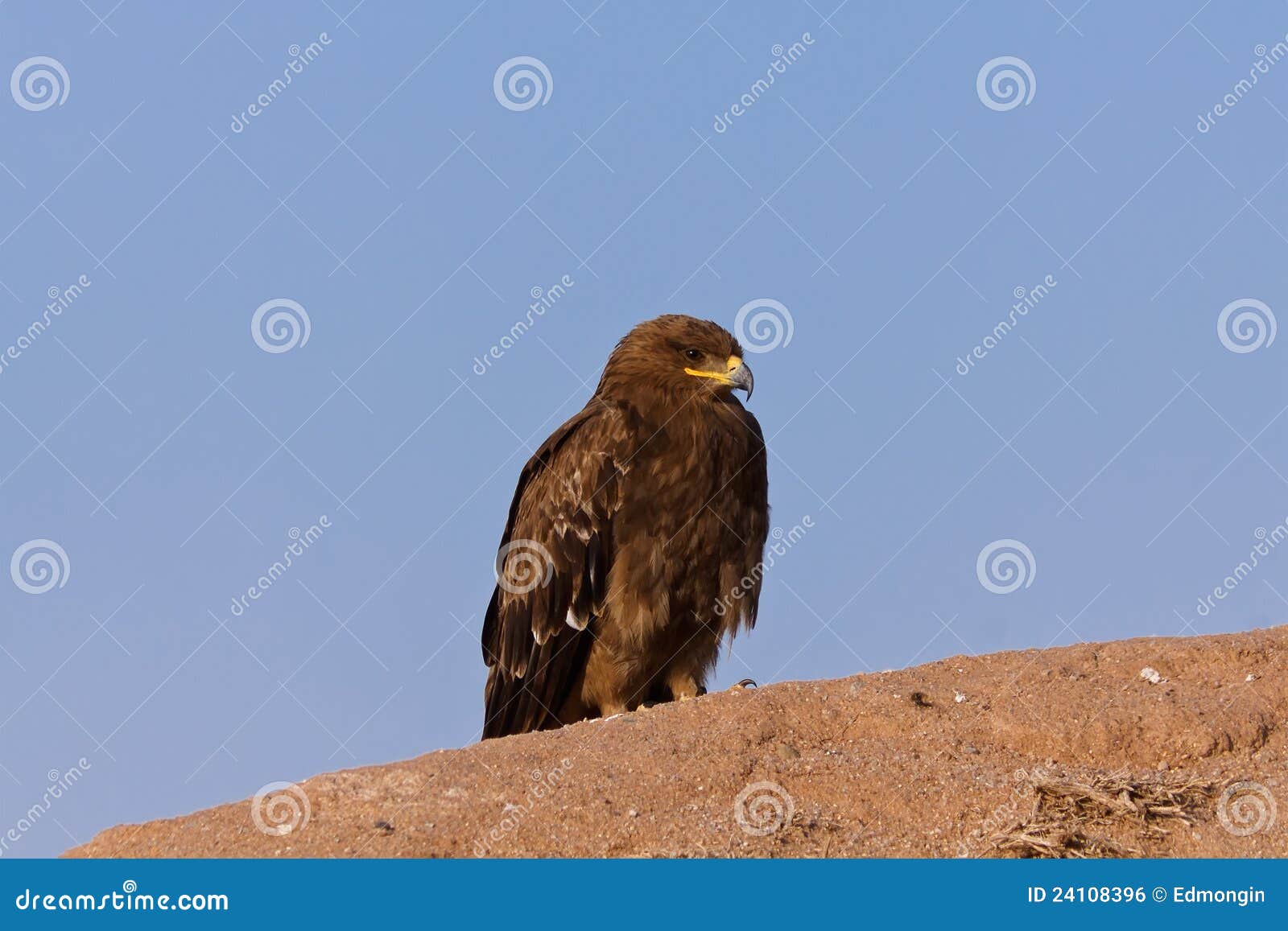 Steppe Eagle stock photo. Image of steppe, wildlife, birds - 24108396
