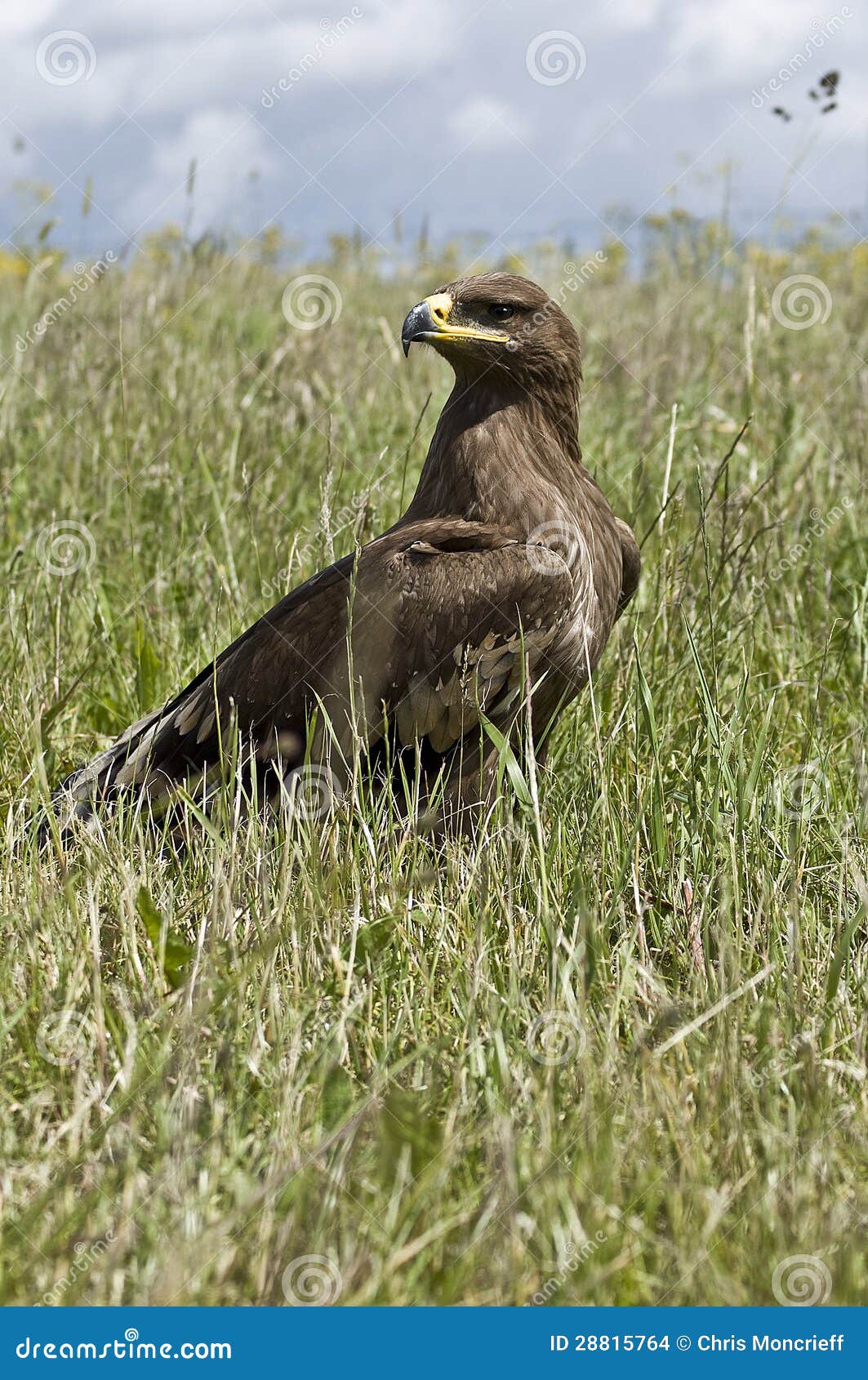 Steppe Eagle stock photo. Image of meadow, grass, hunting - 28815764