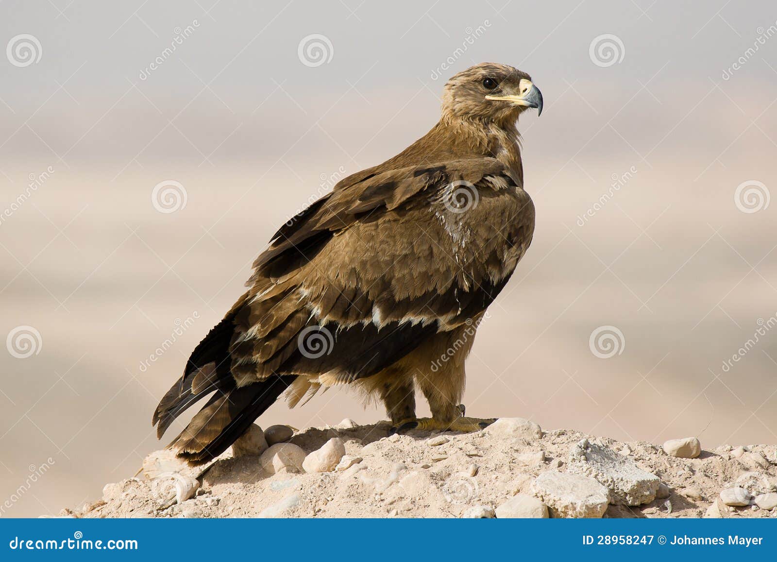 Steppe eagle stock image. Image of arabian, peninsula - 28958247