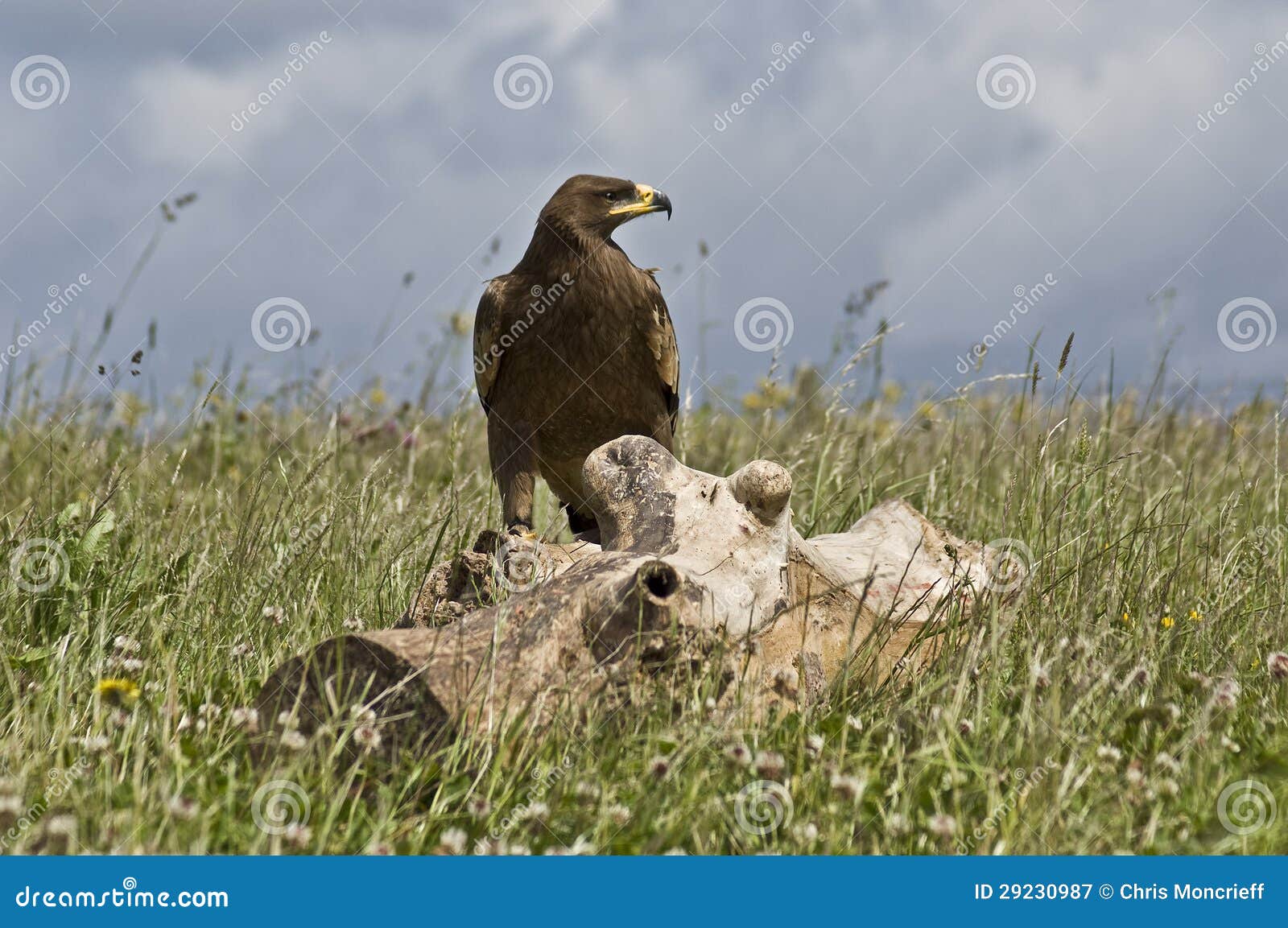 Steppe Eagle stock image. Image of birds, wing, nipalensis - 29230987