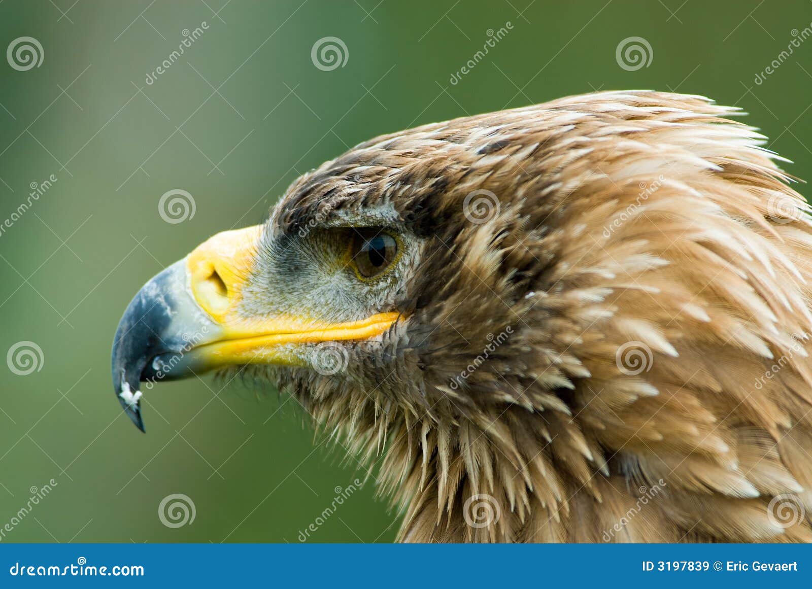 Steppe Eagle stock image. Image of carnivore, brown, predator - 3197839