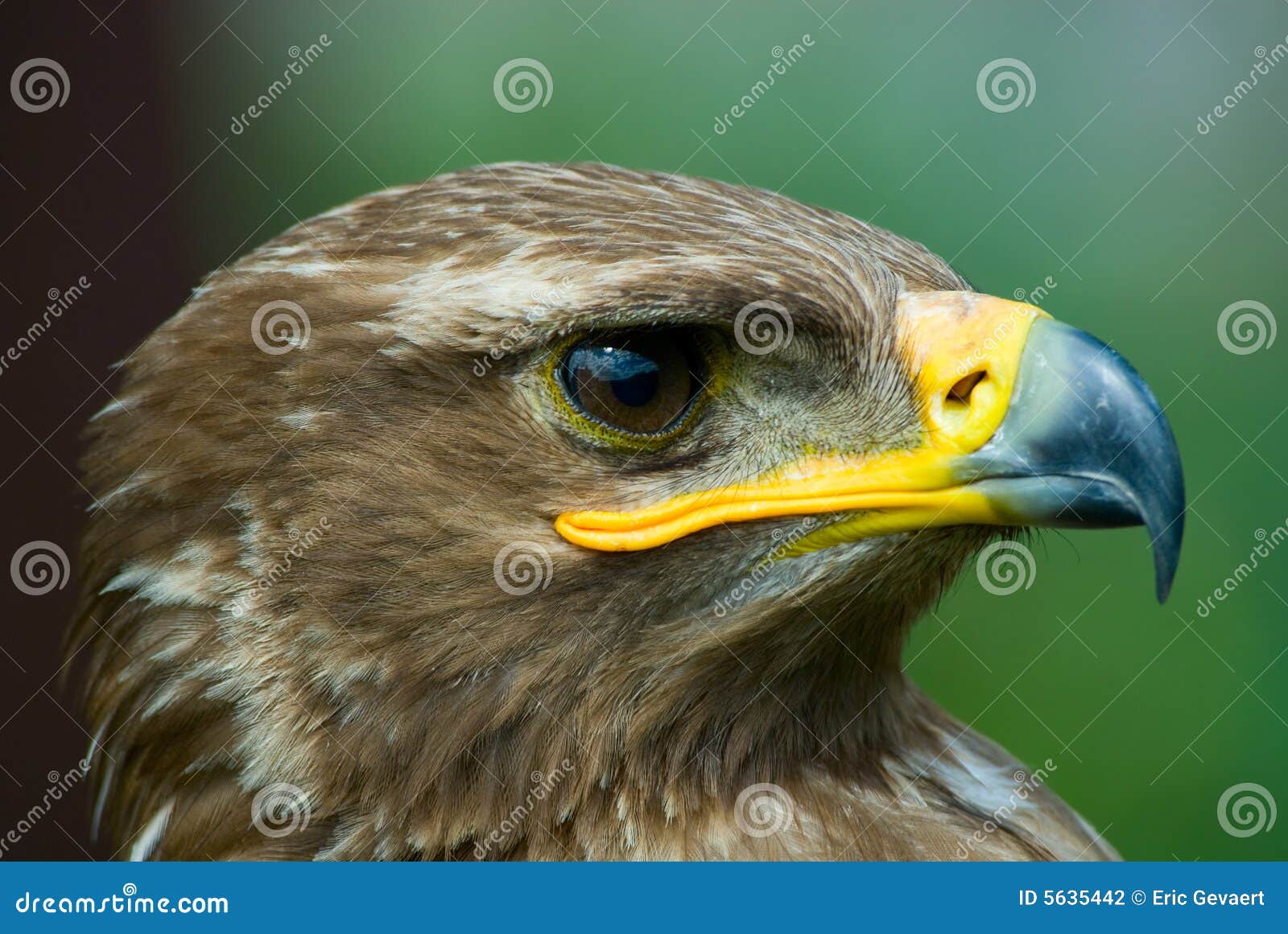 Steppe eagle stock photo. Image of portrait, hunter, falcon - 5635442