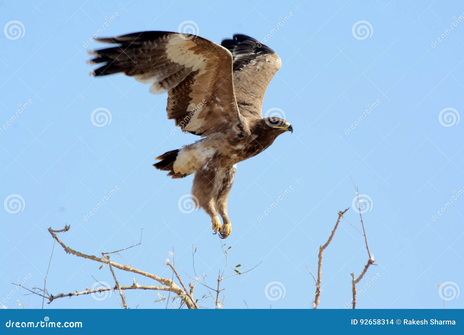 The Steppe Eagle Aquila Nipalensis Stock Photo - Image of carrion ... The Steppe Eagle Aquila Nipalensis Stock Photo - Image of carrion ...