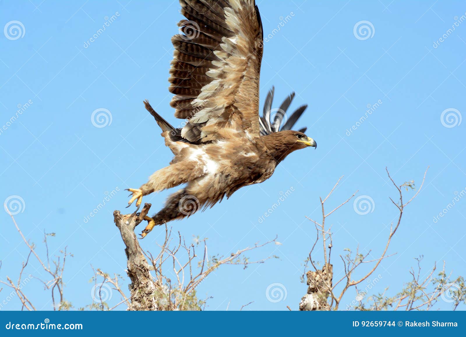 The Steppe Eagle Aquila Nipalensis Stock Photo - Image of prey, small ... The Steppe Eagle Aquila Nipalensis Stock Photo - Image of prey, small ...