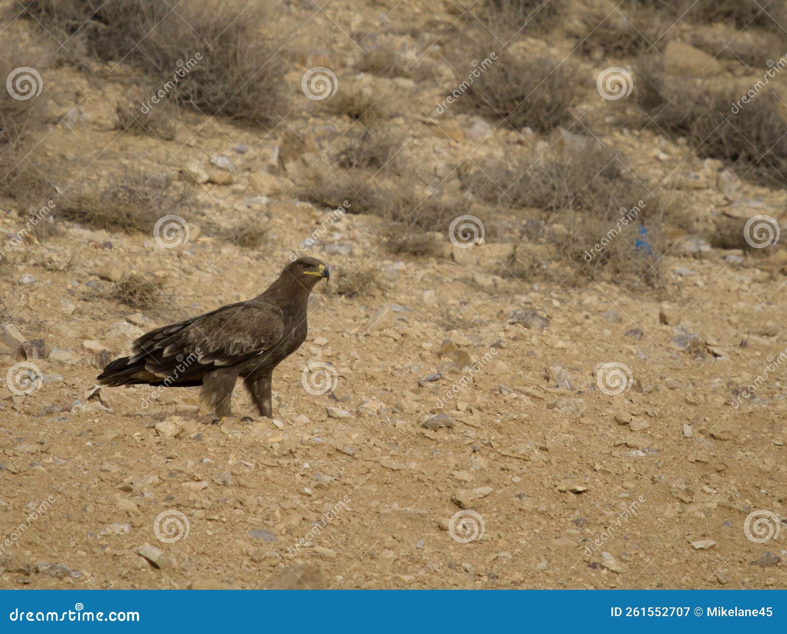 Steppe Eagle, Aquila Nipalensis Stock Image - Image of bird, steppe ...