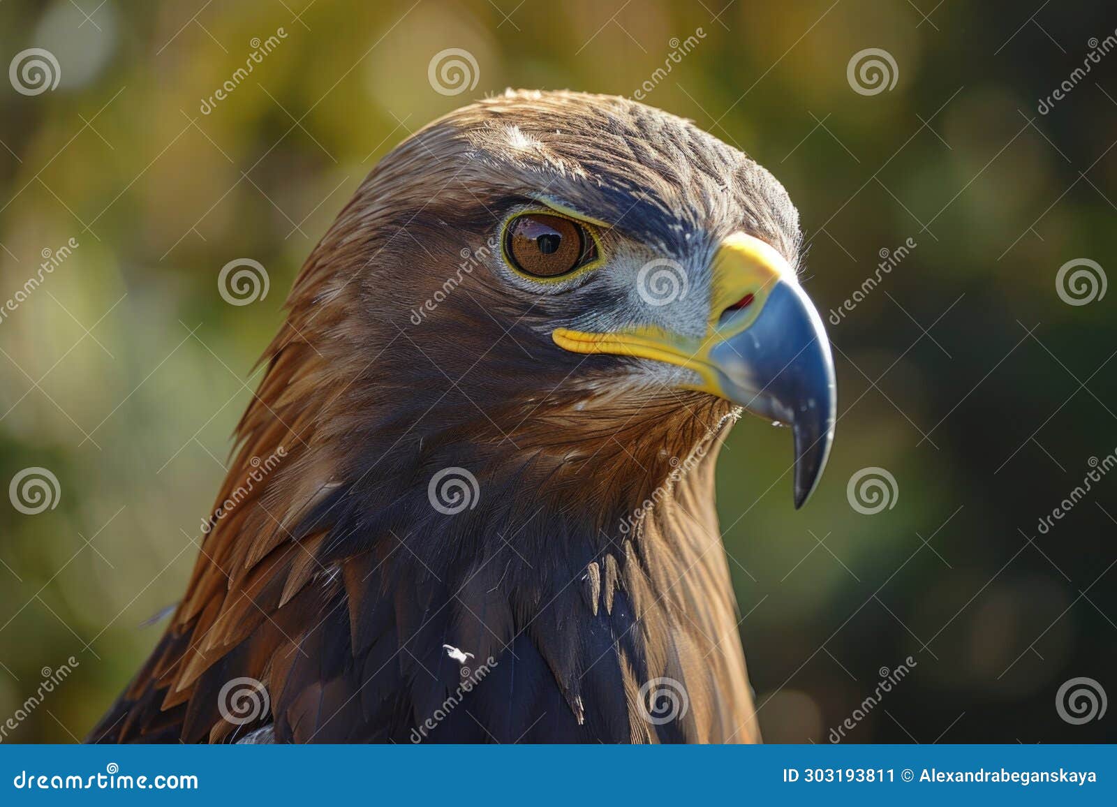 Steppe Eagle stock illustration. Illustration of beak - 303193811
