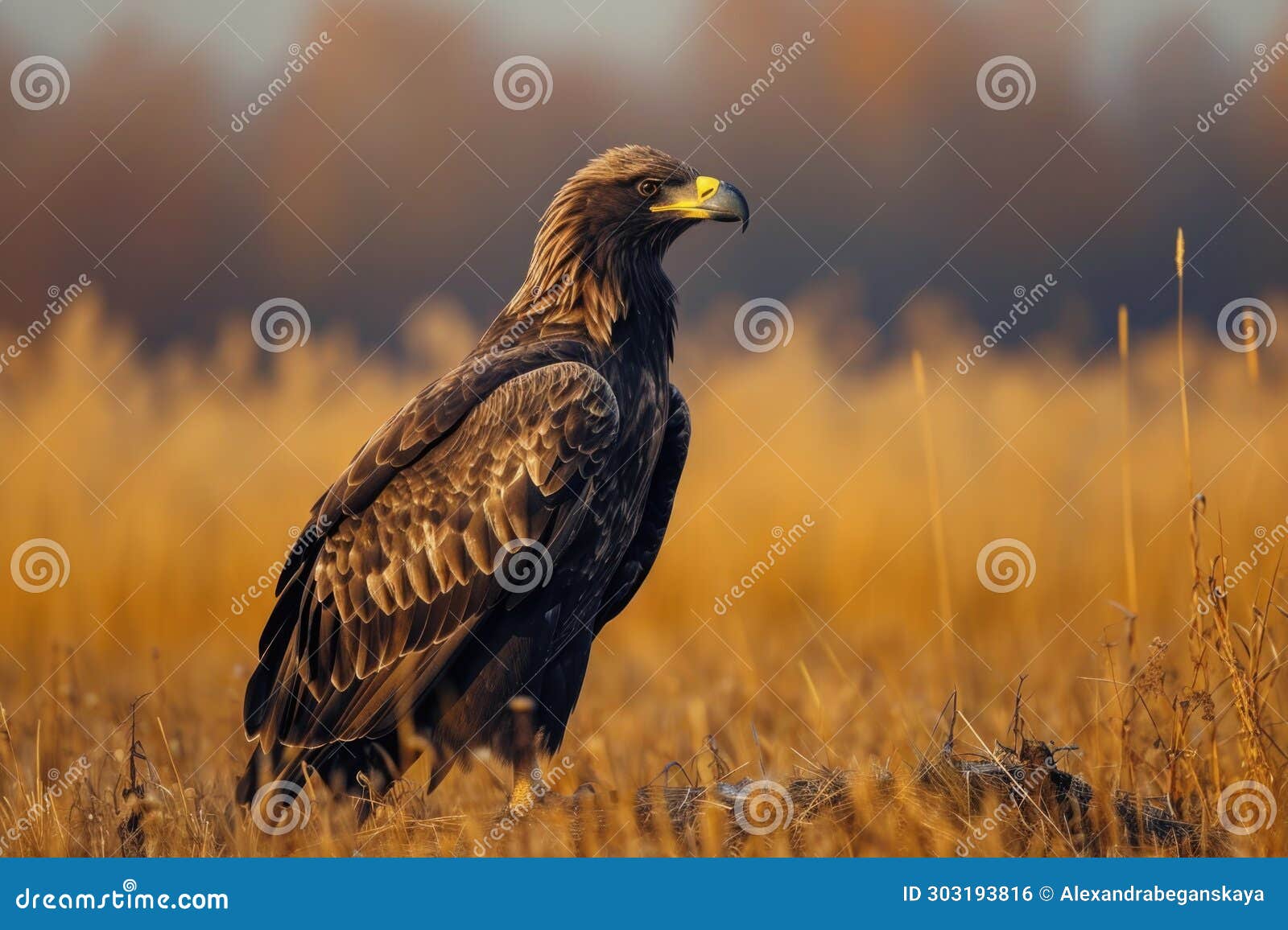 Steppe Eagle stock illustration. Illustration of aquila - 303193816