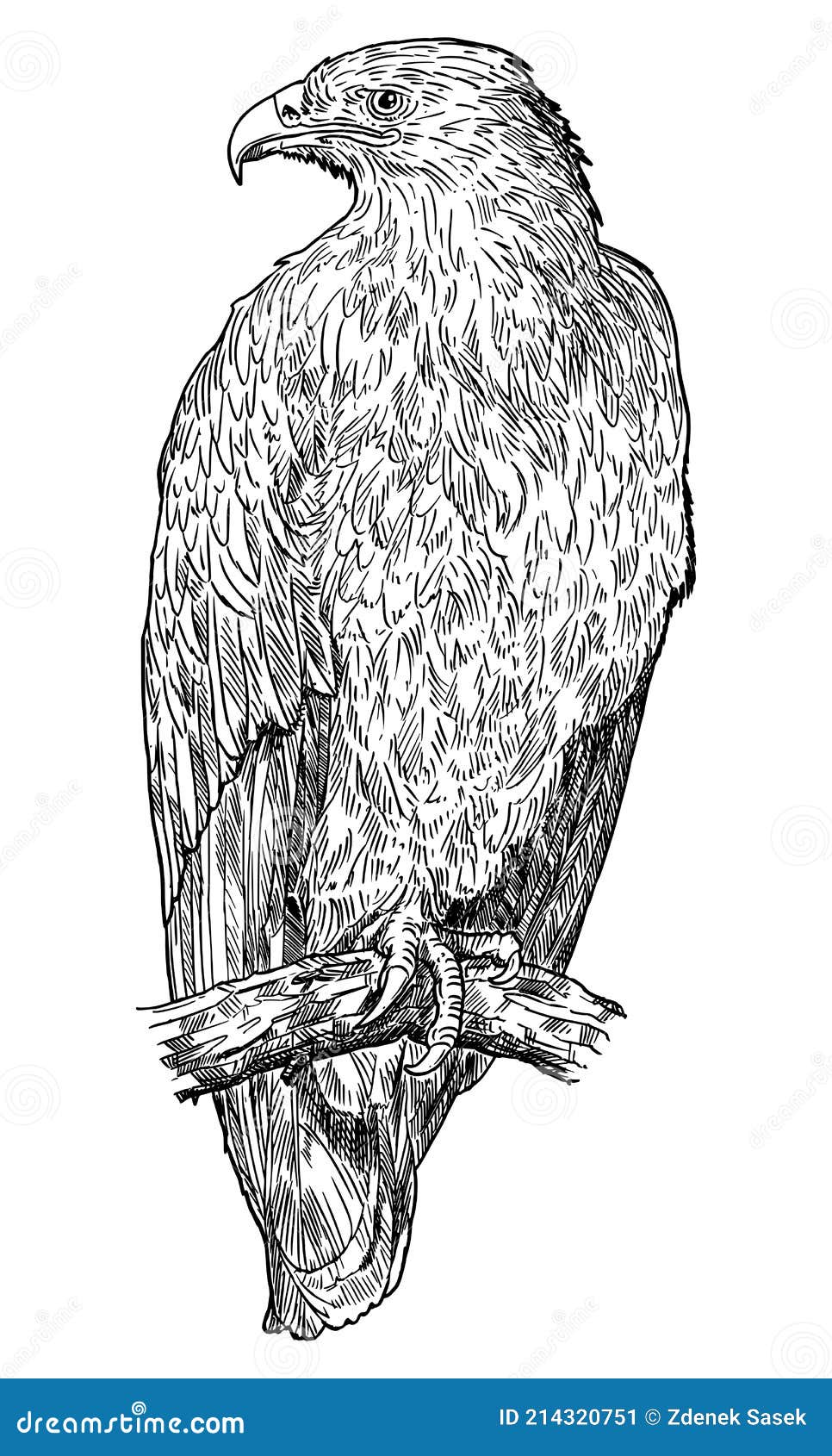 Steppe Eagle Bird. Vector Drawing or Illustration Stock Vector ...