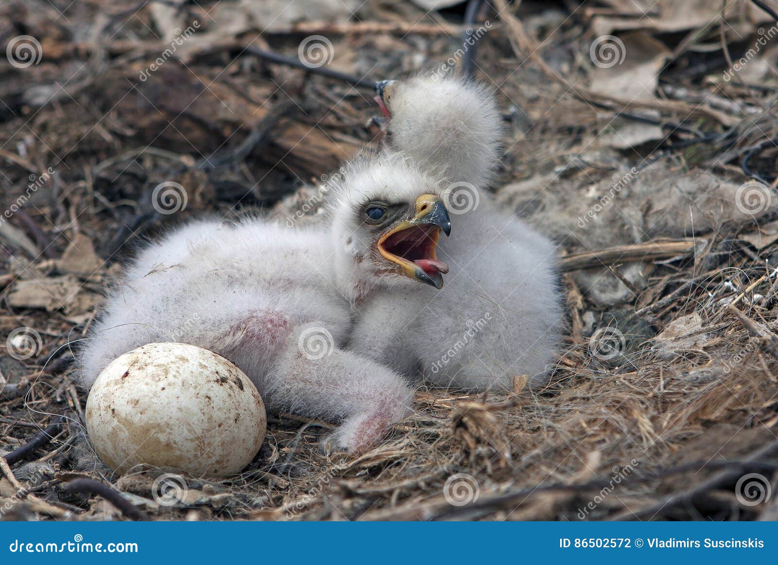 Steppe eagle chicks stock photo. Image of wildlife, birdwatching - 86502572